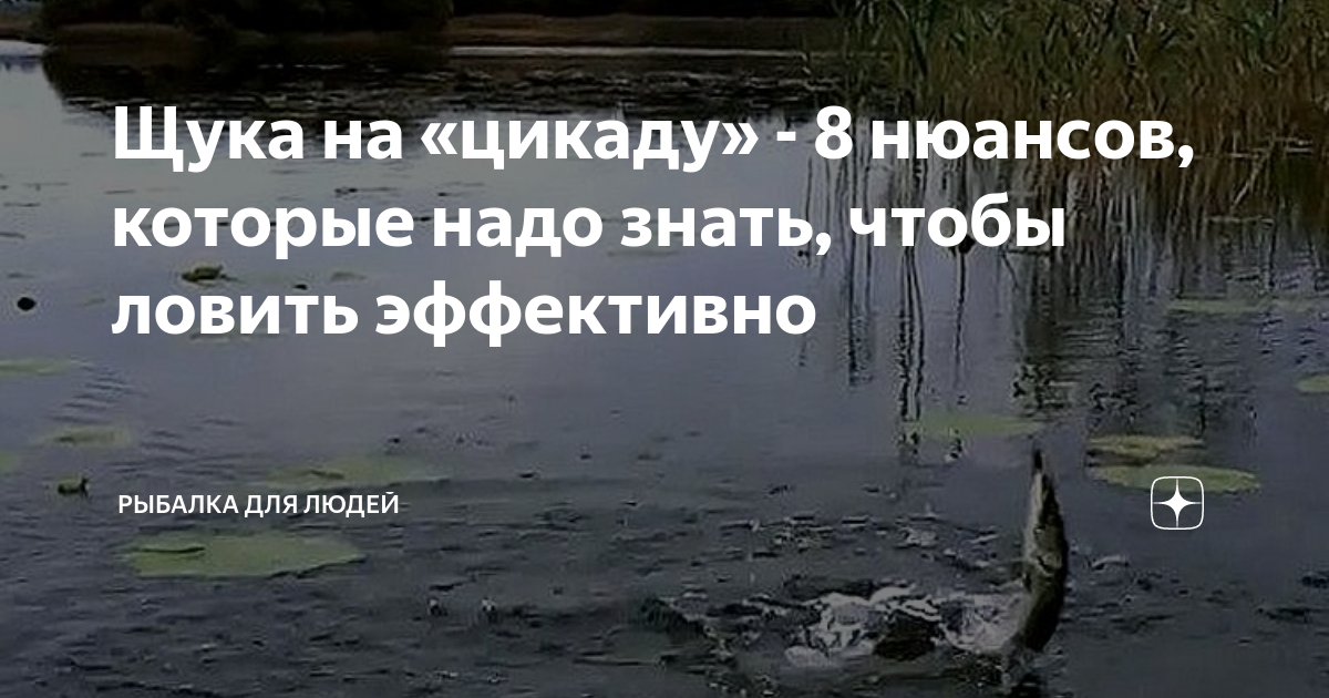 Щука на «цикаду» - 8 нюансов, которые надо знать, чтобы ловить ...