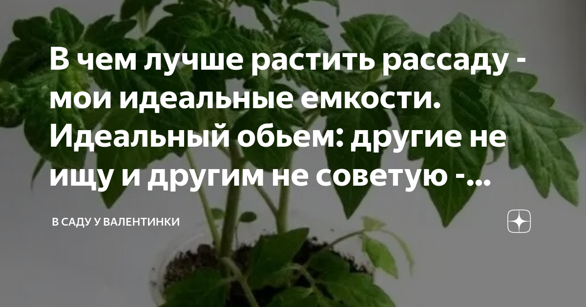 В чем лучше растить рассаду - мои идеальные емкости. Идеальный обьем ...