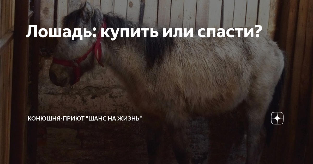 Лошадь: купить или спасти? | Конюшня-приют Шанс на жизнь | Дзен