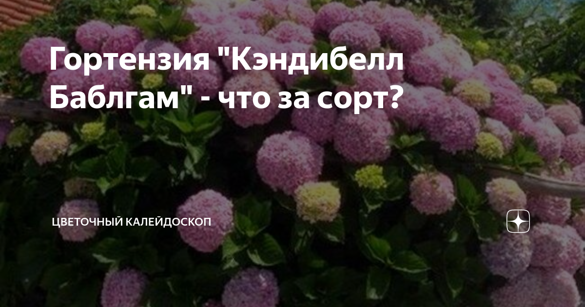 Гортензия "Кэндибелл Баблгам" - что за сорт? | Цветочный калейдоскоп | Дзен