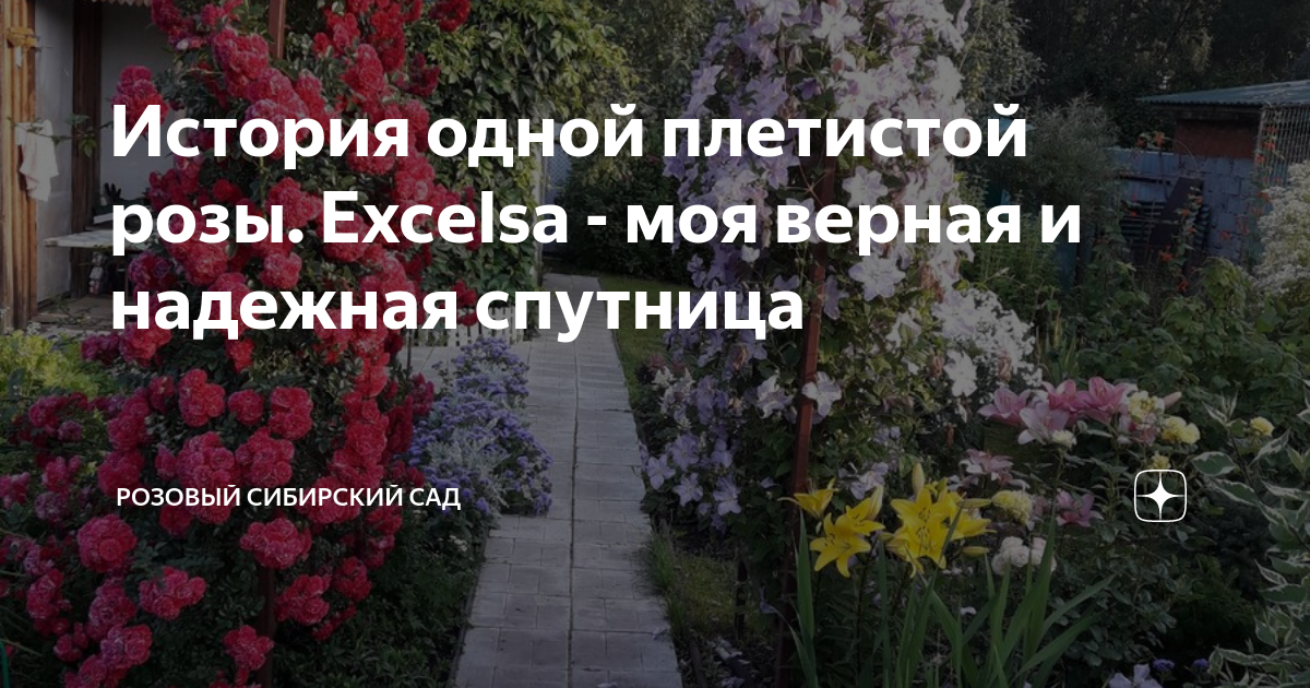 История одной плетистой розы. Excelsa - моя верная и надежная спутница ...