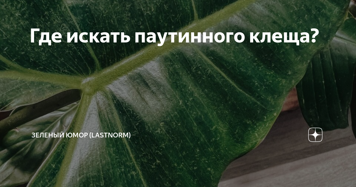 Где искать паутинного клеща? | Зеленый юмор (lastnorm) | Дзен