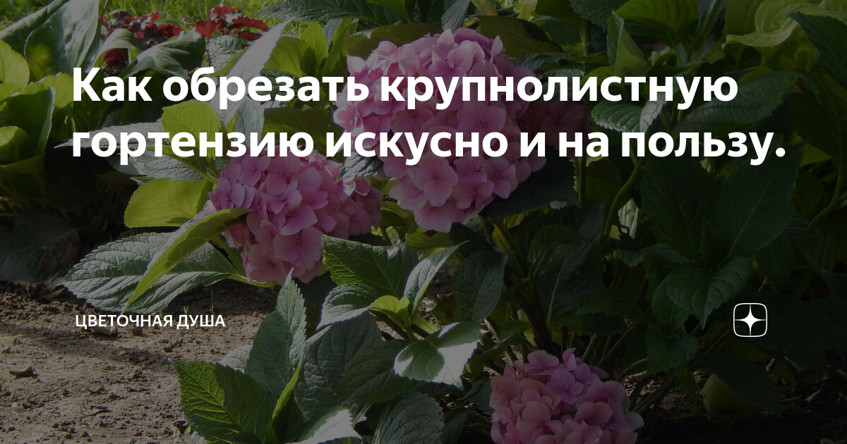 Как обрезать крупнолистную гортензию искусно и на пользу. | В окружении ...
