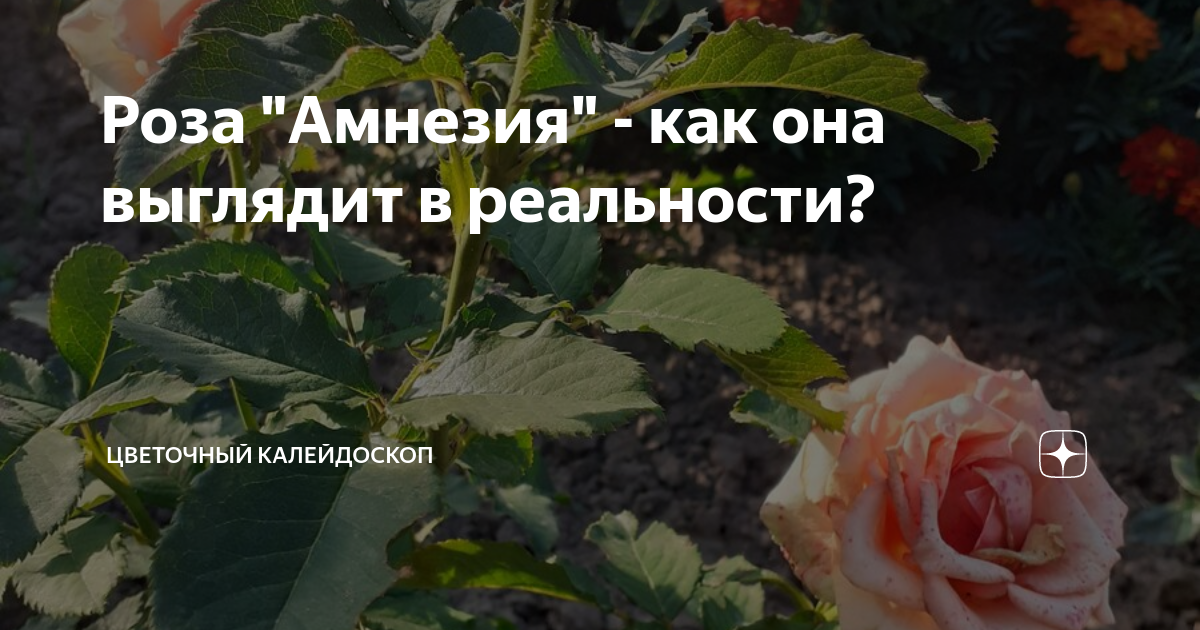 Роза "Амнезия" - как она выглядит в реальности? | Цветочный калейдоскоп ...