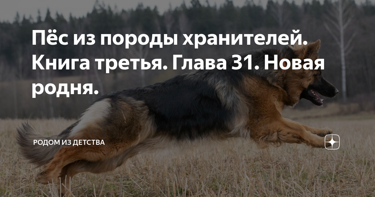 Пёс из породы хранителей. Книга третья. Глава 31. Новая родня. | Родом ...