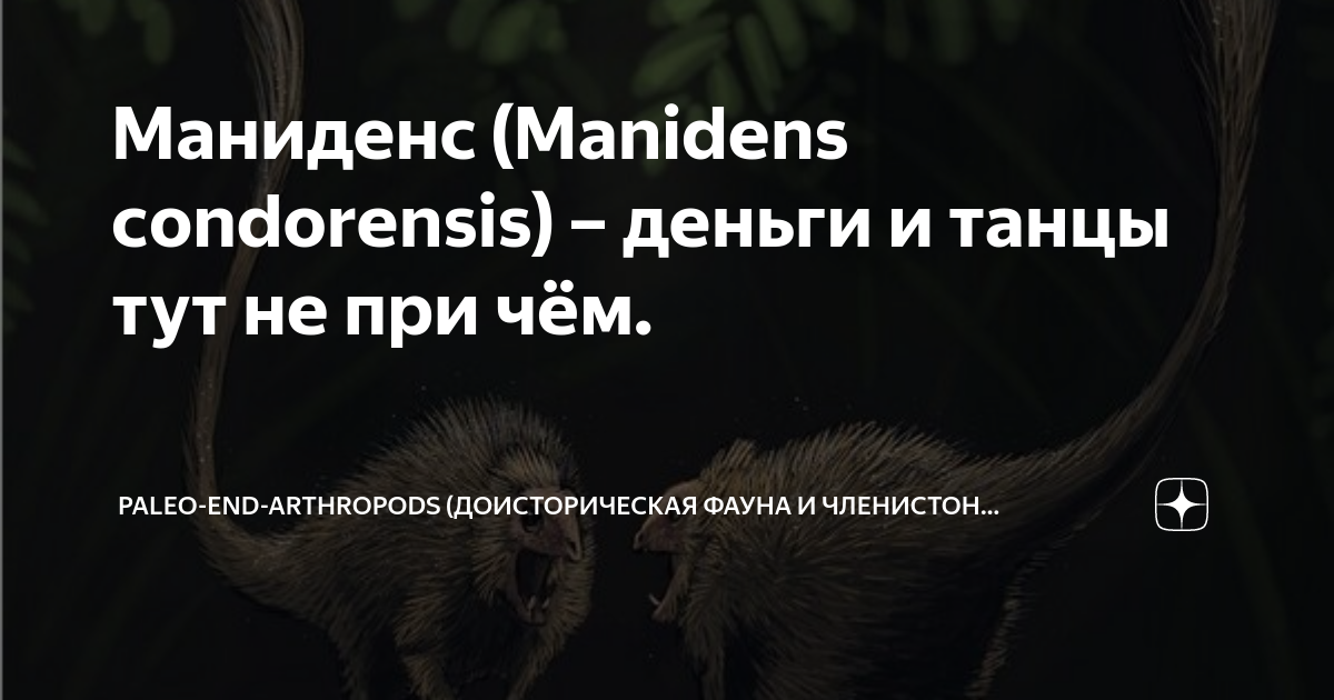 Маниденс (Manidens condorensis) – деньги и танцы тут не при чём ...
