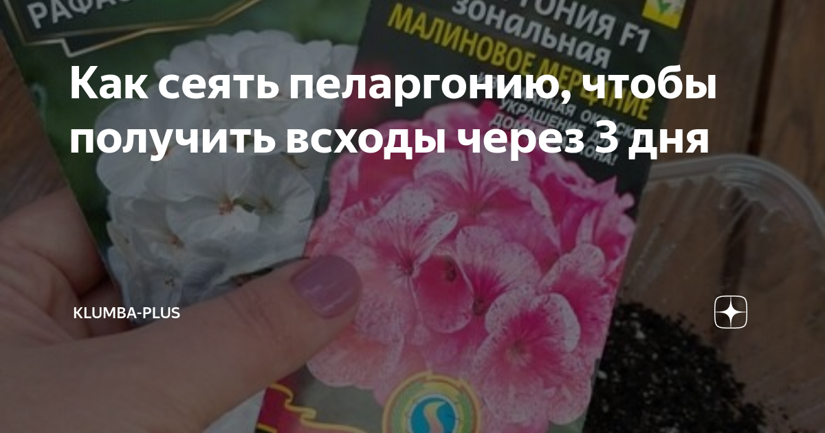 Как сеять пеларгонию, чтобы получить всходы через 3 дня | Klumba-plus ...