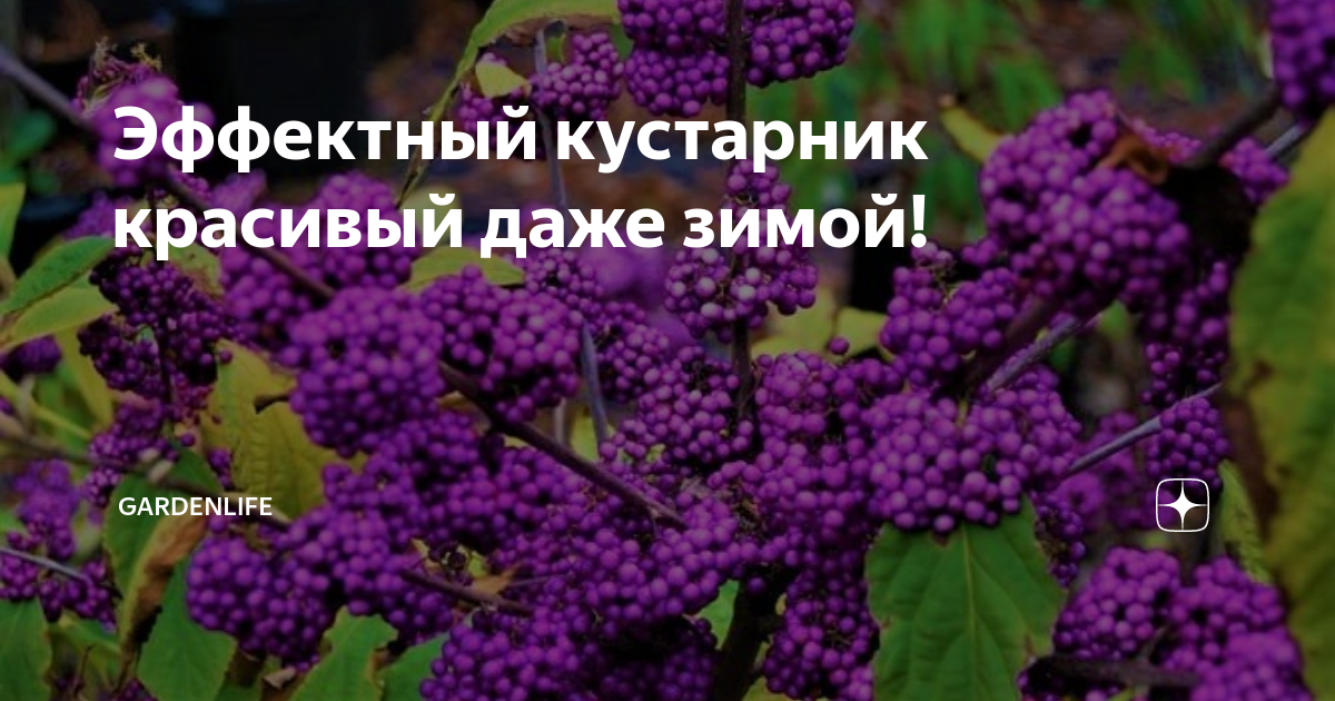 Эффектный кустарник красивый даже зимой Gardenlife Дзен