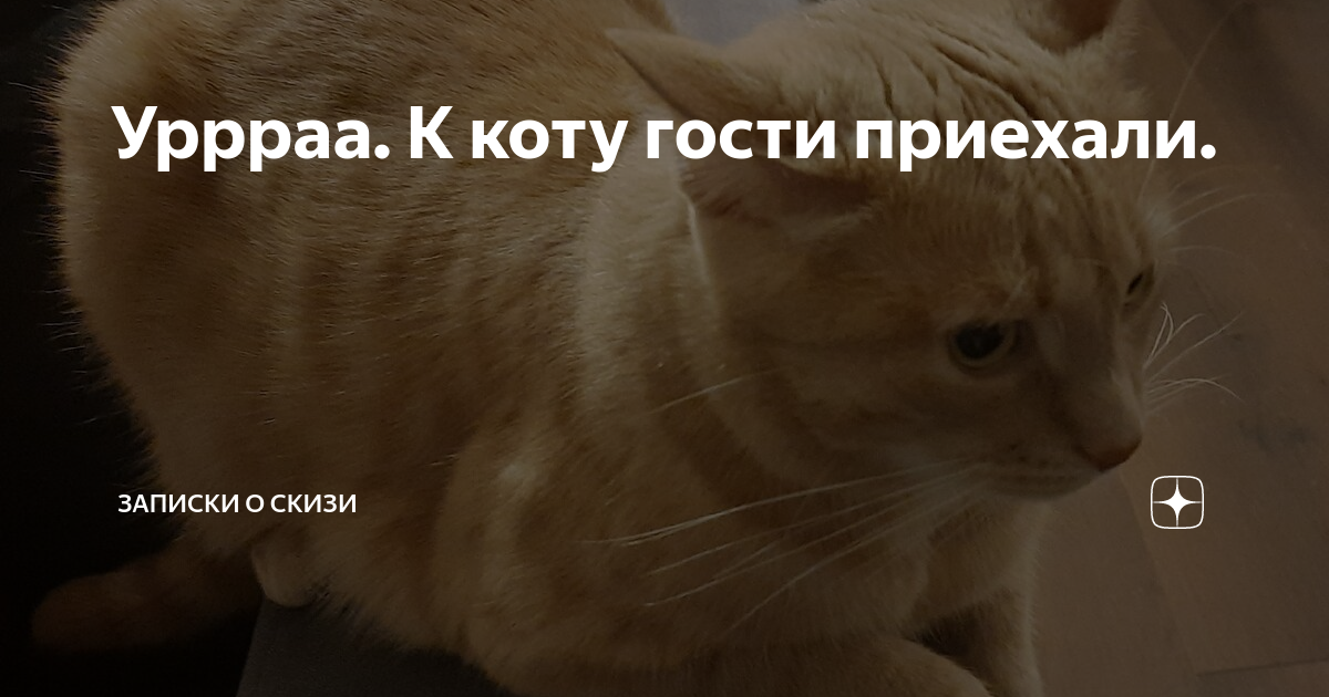 Уррраа К коту гости приехали Записки о Скизи Дзен