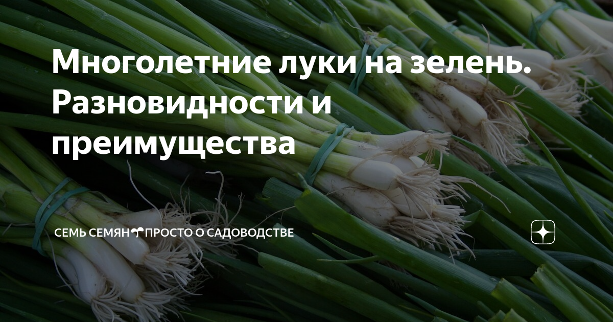 Многолетние луки на зелень. Разновидности и преимущества | Семь семян🌱 ...