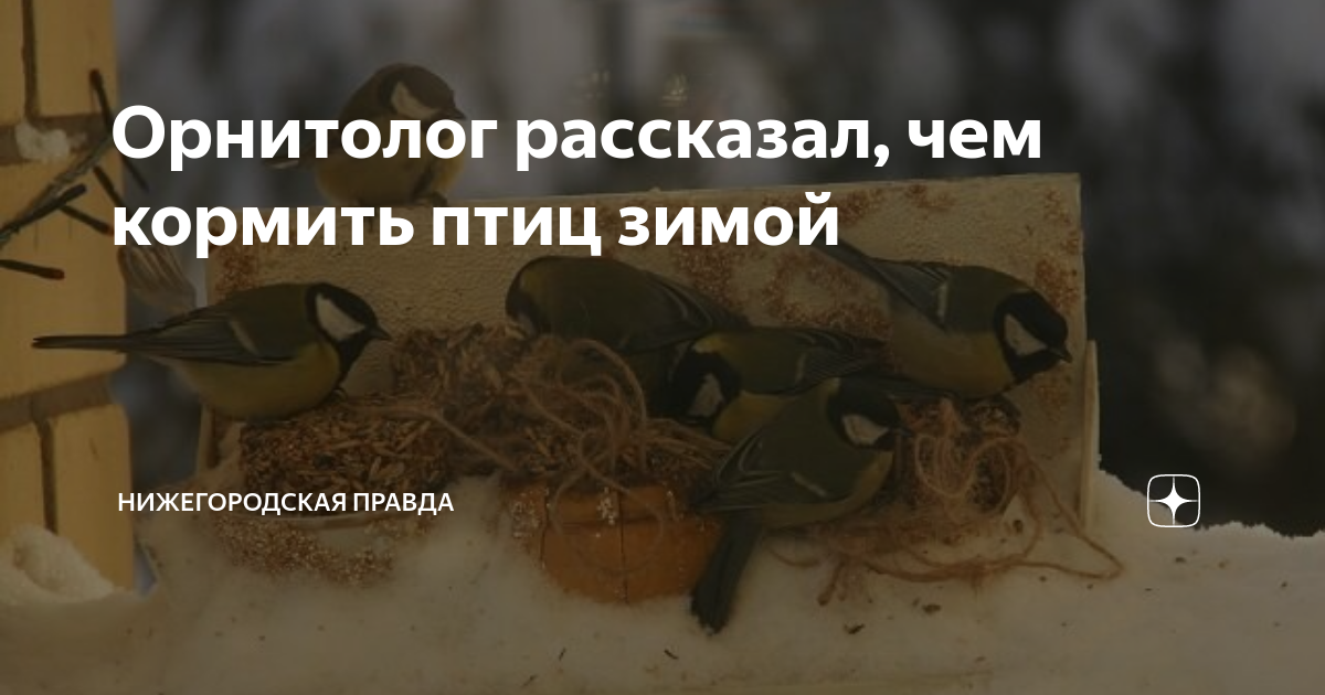 Орнитолог рассказал чем кормить птиц зимой Нижегородская правда Дзен