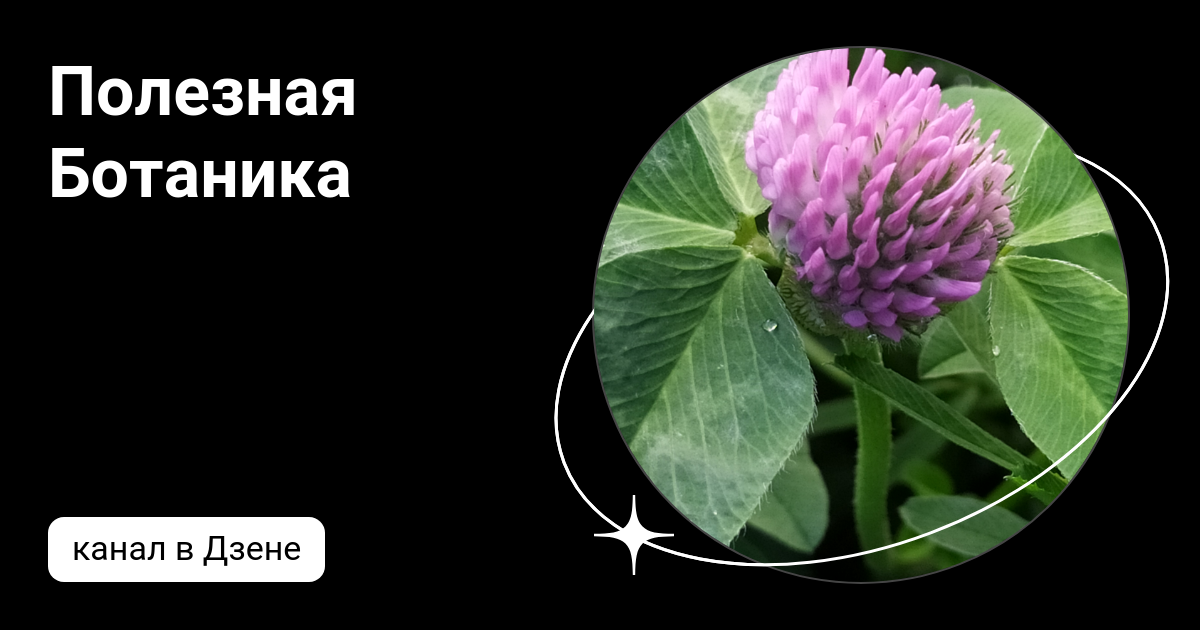 Полезная Ботаника | Дзен