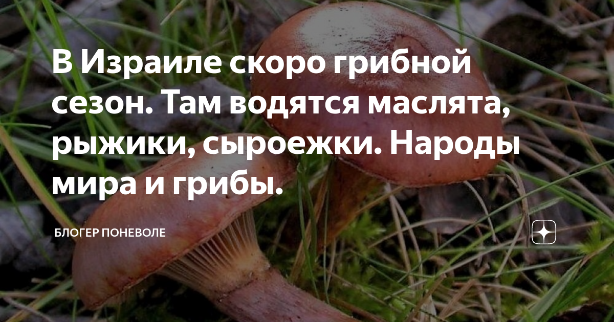 В Израиле скоро грибной сезон. Там водятся маслята, рыжики, сыроежки ...