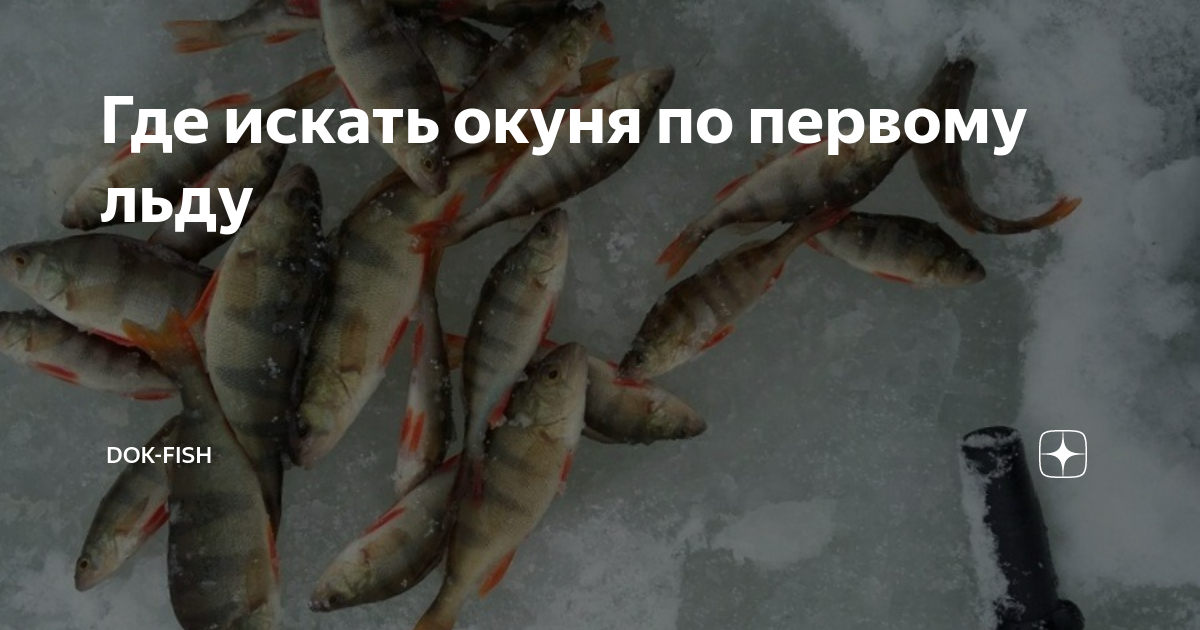 Где искать окуня по первому льду | Dok-fish | Дзен
