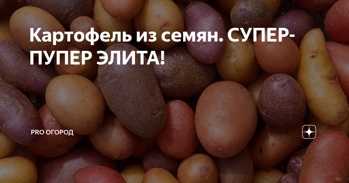 Картофель из семян. СУПЕР-ПУПЕР ЭЛИТА! | PRO ОГОРОД | Дзен