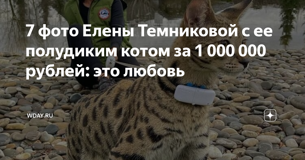 7 фото Елены Темниковой с ее полудиким котом за 1 000 000 рублей: это любовь | Wday.ru | Дзен