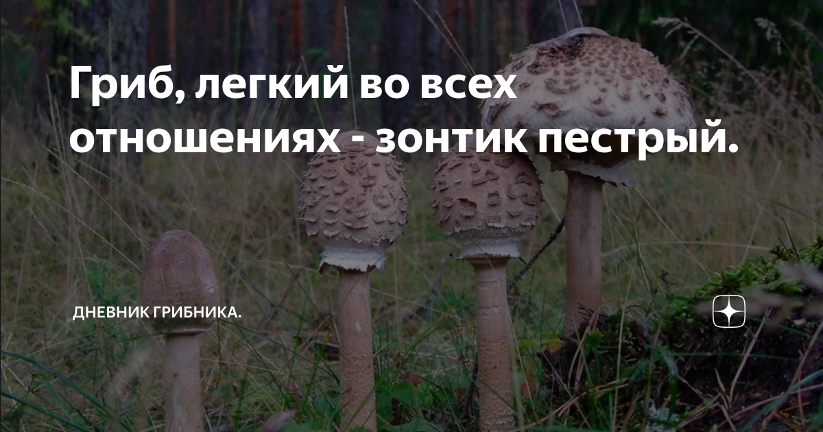 Гриб легкий во всех отношениях зонтик пестрый Книга Грибов Дзен