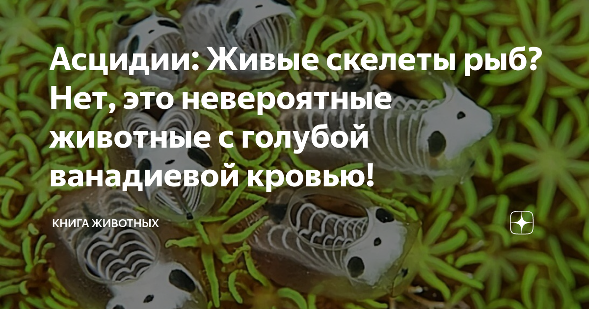 Асцидии: Живые скелеты рыб? Нет, это невероятные животные с голубой ...
