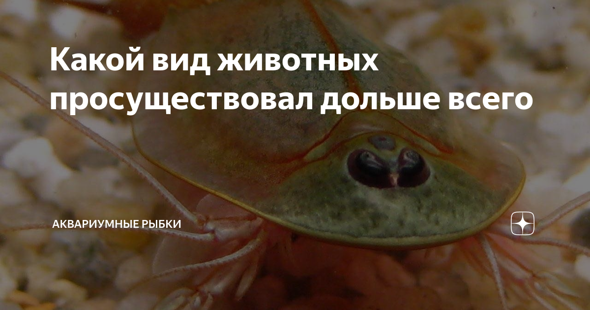 Какой вид животных просуществовал дольше всего Аквариумные рыбки Дзен