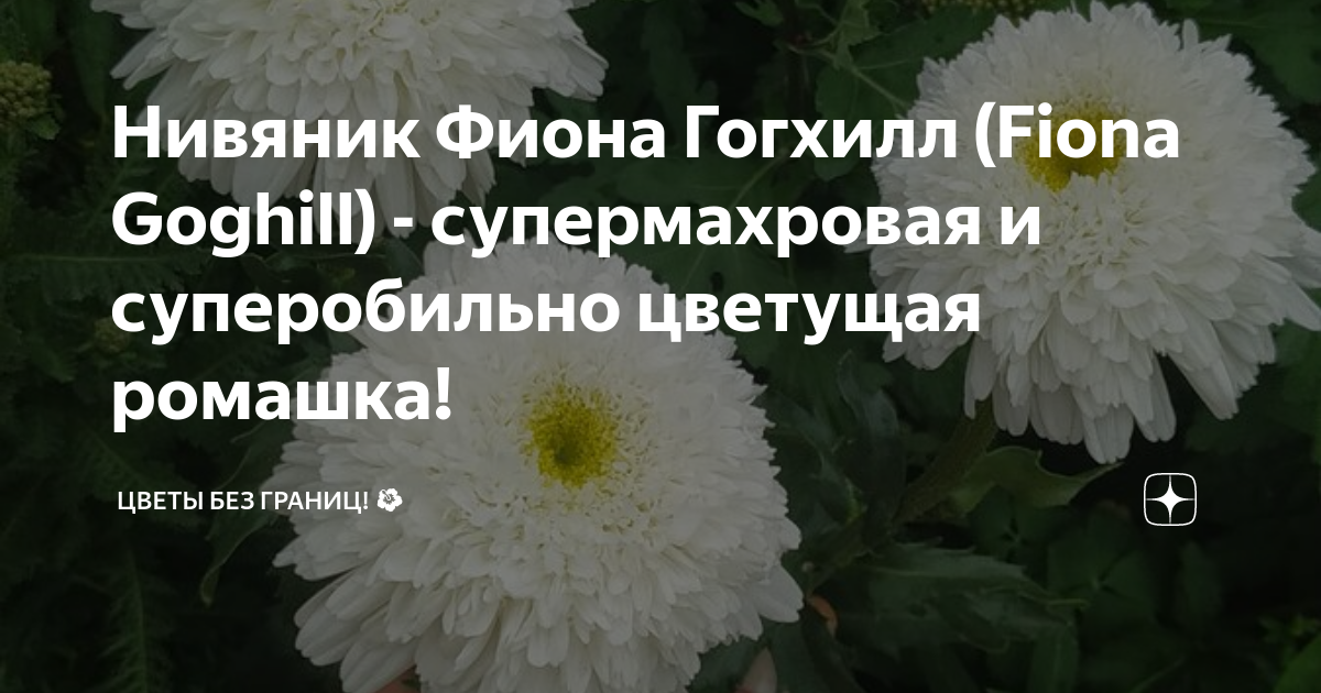 Нивяник Фиона Гогхилл (Fiona Goghill) - супермахровая и суперобильно ...