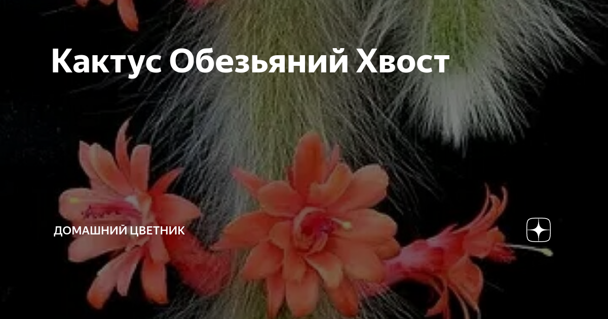 Кактус Обезьяний Хвост | Домашний цветник | Дзен