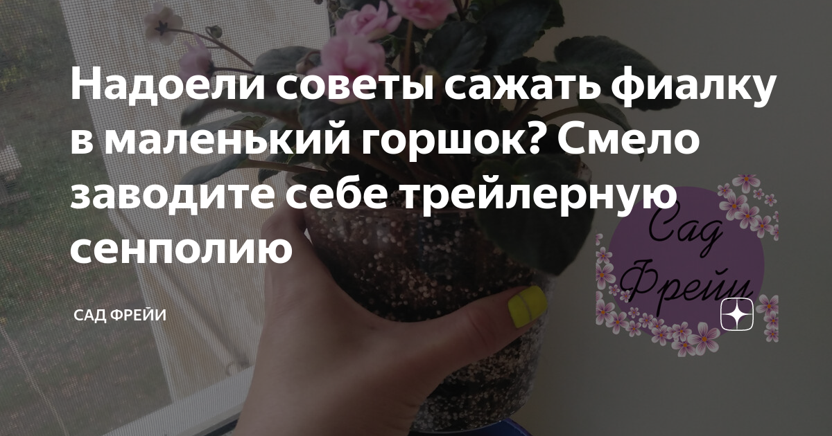 Надоели советы сажать фиалку в маленький горшок? Смело заводите себе ...