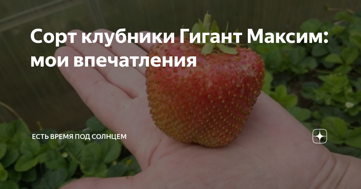 Сорт клубники Гигант Максим: мои впечатления | Есть время под солнцем ...