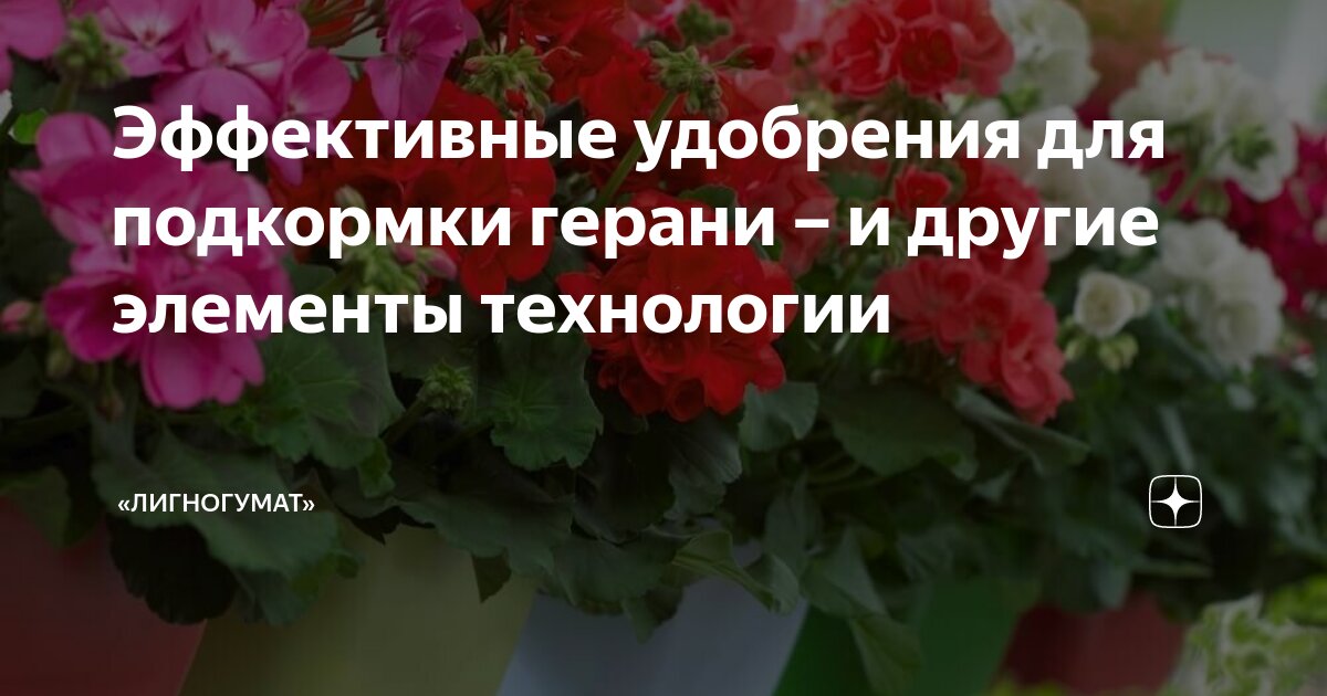 Эффективные удобрения для подкормки герани – и другие элементы ...