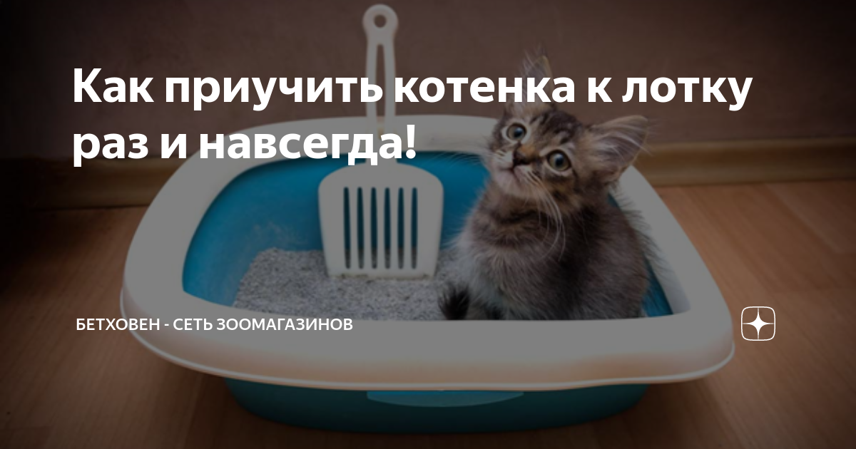 Как приучить котенка к лотку раз и навсегда! | Бетховен - сеть ...