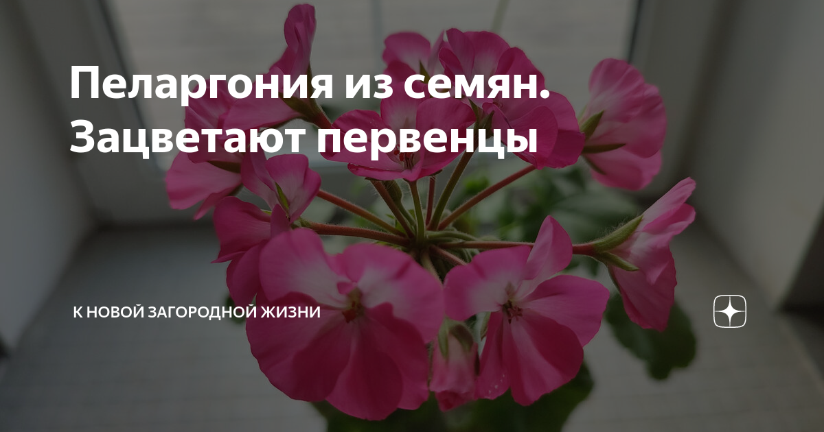 Пеларгония из семян. Зацветают первенцы | К новой загородной жизни | Дзен