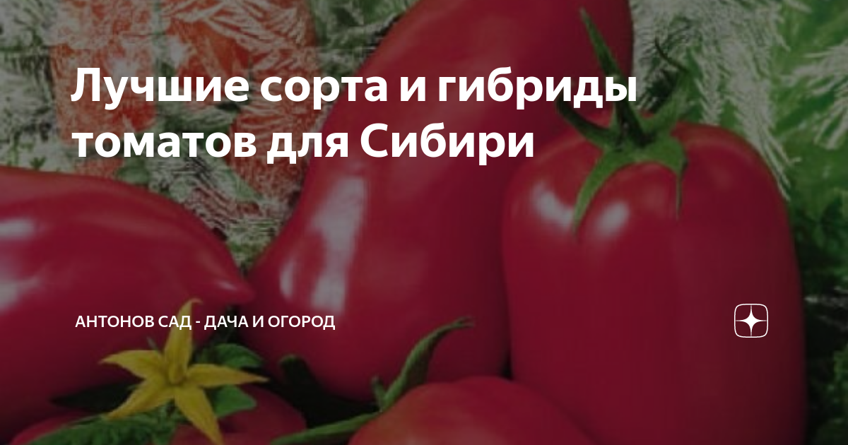 Лучшие сорта и гибриды томатов для Сибири | Антонов сад - дача и огород ...