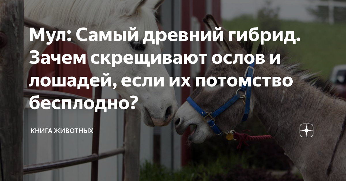 Мул: Самый древний гибрид. Зачем скрещивают ослов и лошадей, если их ...