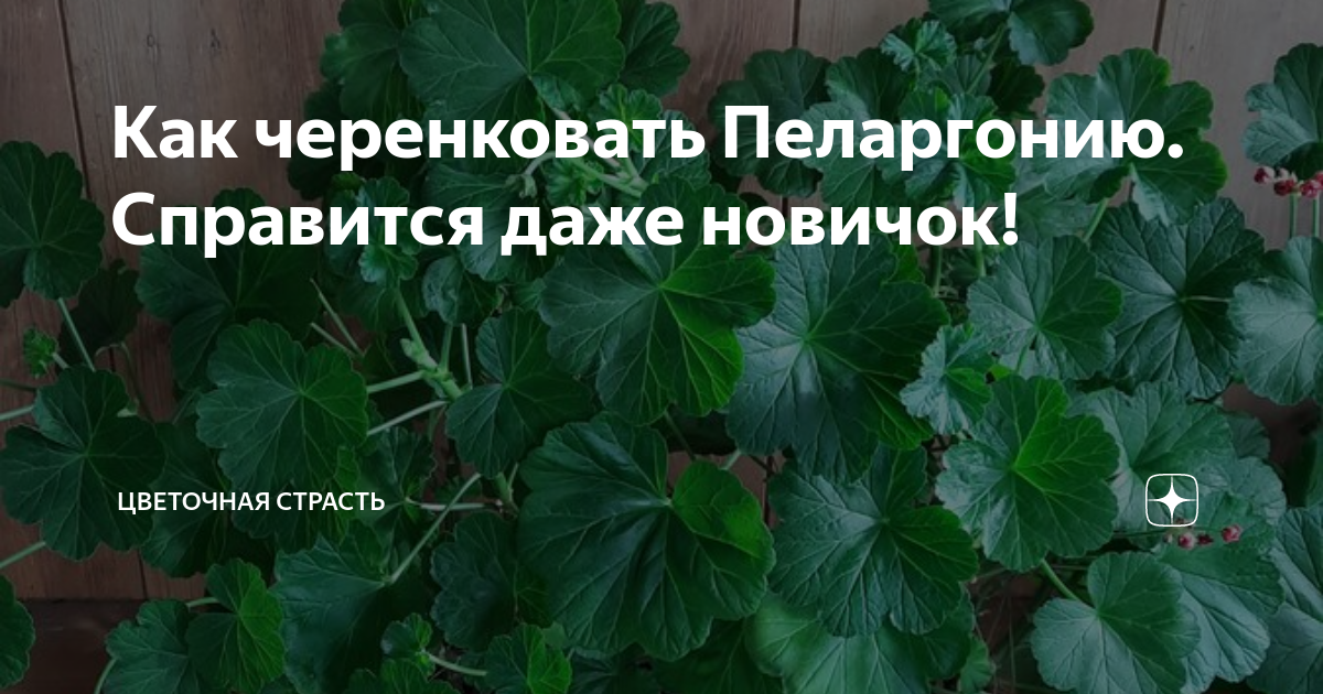 Как черенковать Пеларгонию. Справится даже новичок! | Цветочная Я | Дзен