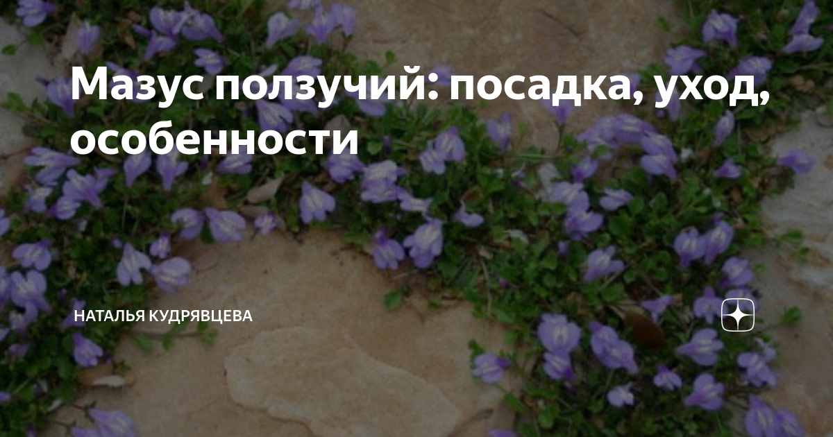 Мазус ползучий: посадка, уход, особенности | Волшебный сад | Дзен