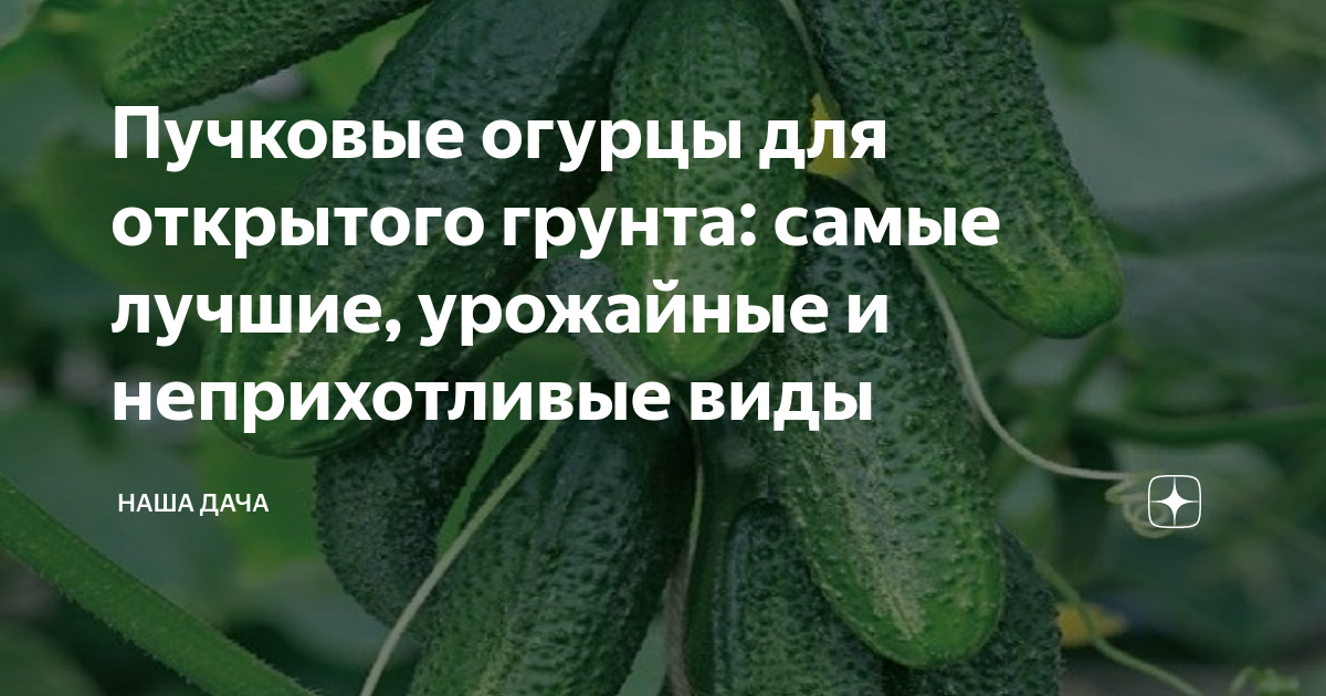 Пучковые огурцы для открытого грунта: самые лучшие, урожайные и ...