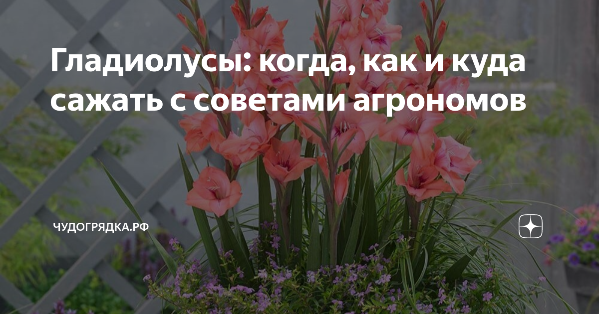 Гладиолусы: когда, как и куда сажать с советами агрономов | Чудогрядка ...