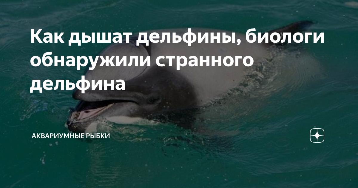 Как дышат дельфины биологи обнаружили странного дельфина Аквариумные