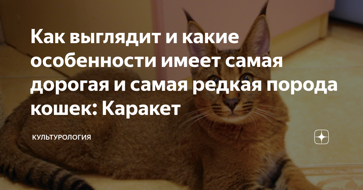 Как выглядит и какие особенности имеет самая дорогая и самая редкая
