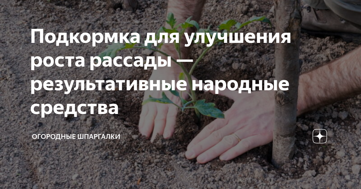 Подкормка для улучшения роста рассады — результативные народные ...