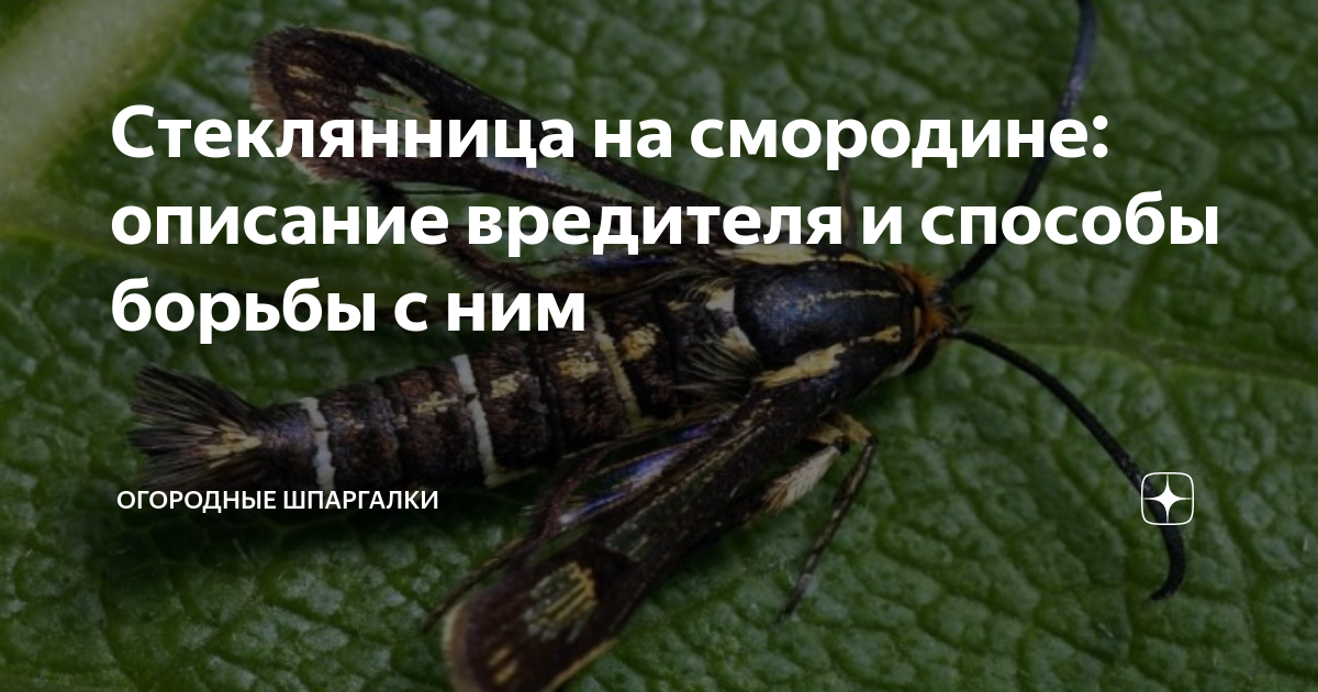 Стеклянница на смородине: описание вредителя и способы борьбы с ним ...