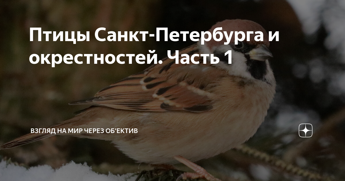 Птицы Санкт-Петербурга и окрестностей. Часть 1 | Взгляд на мир через об ...
