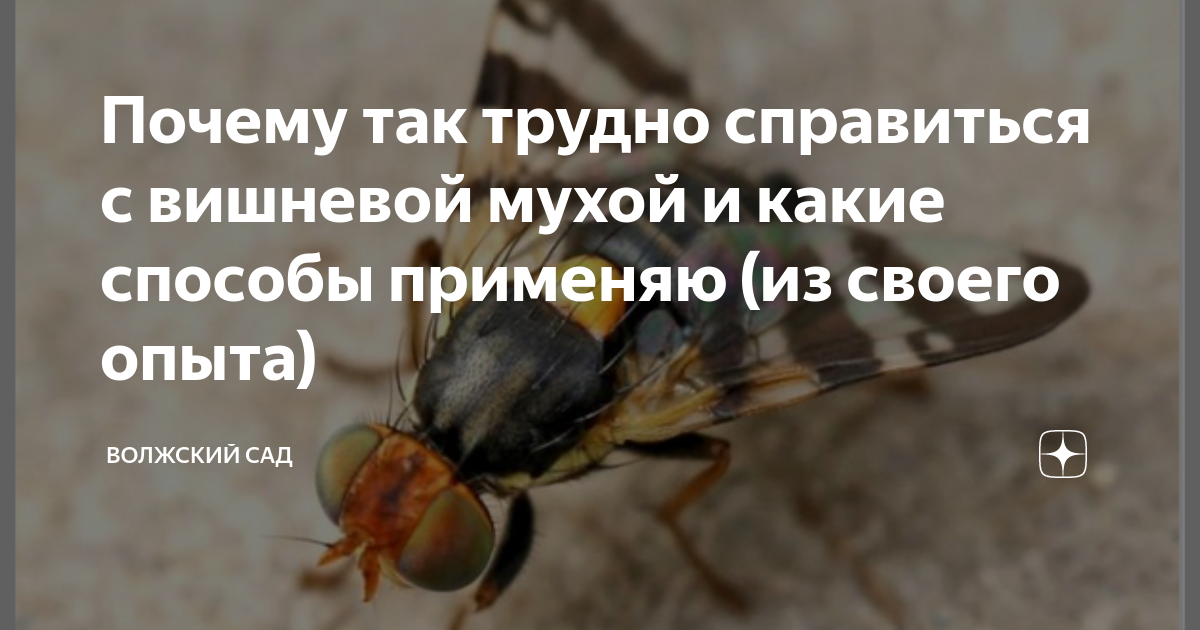 Почему так трудно справиться с вишневой мухой и какие способы применяю