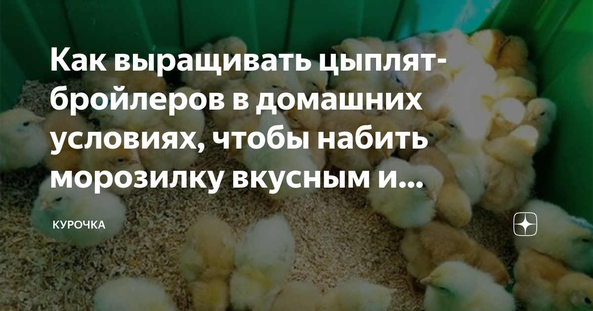 Как выращивать цыплят-бройлеров в домашних условиях, чтобы набить ...