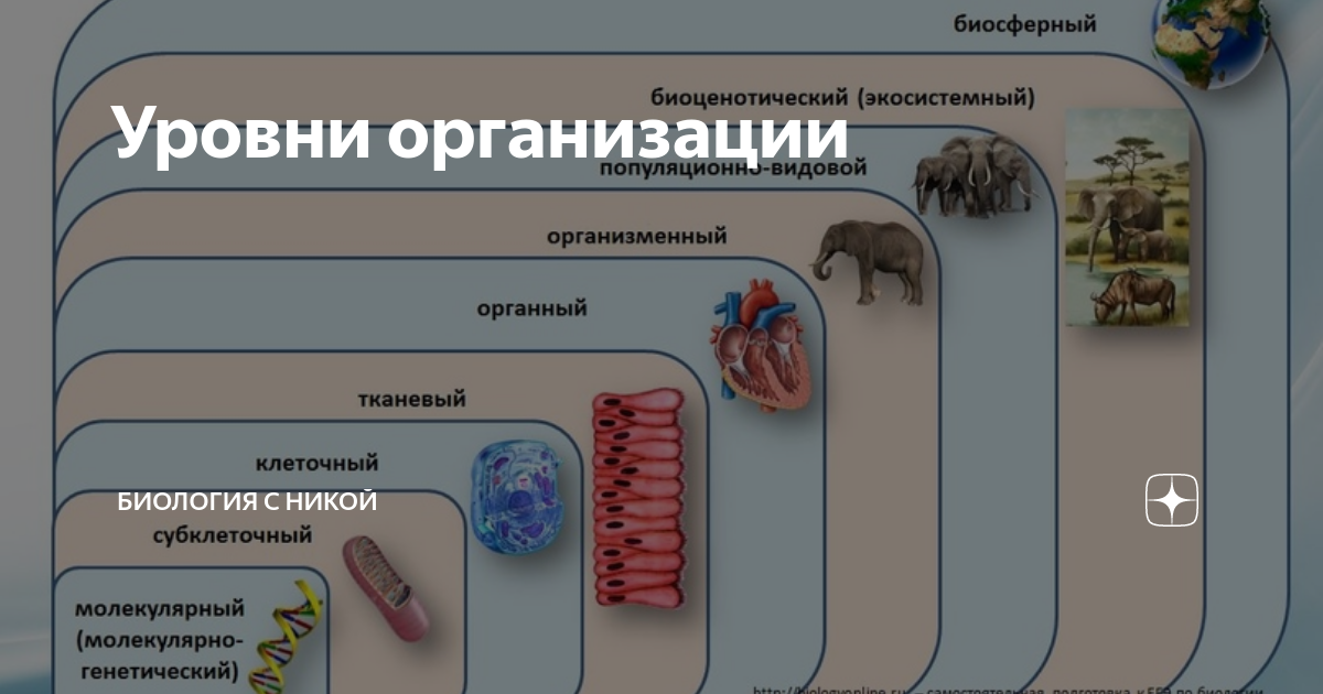 Уровни организации | Биология с Никой | Дзен