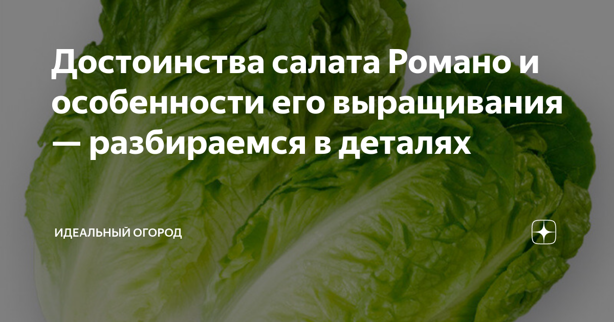 Достоинства салата Романо и особенности его выращивания — разбираемся в ...