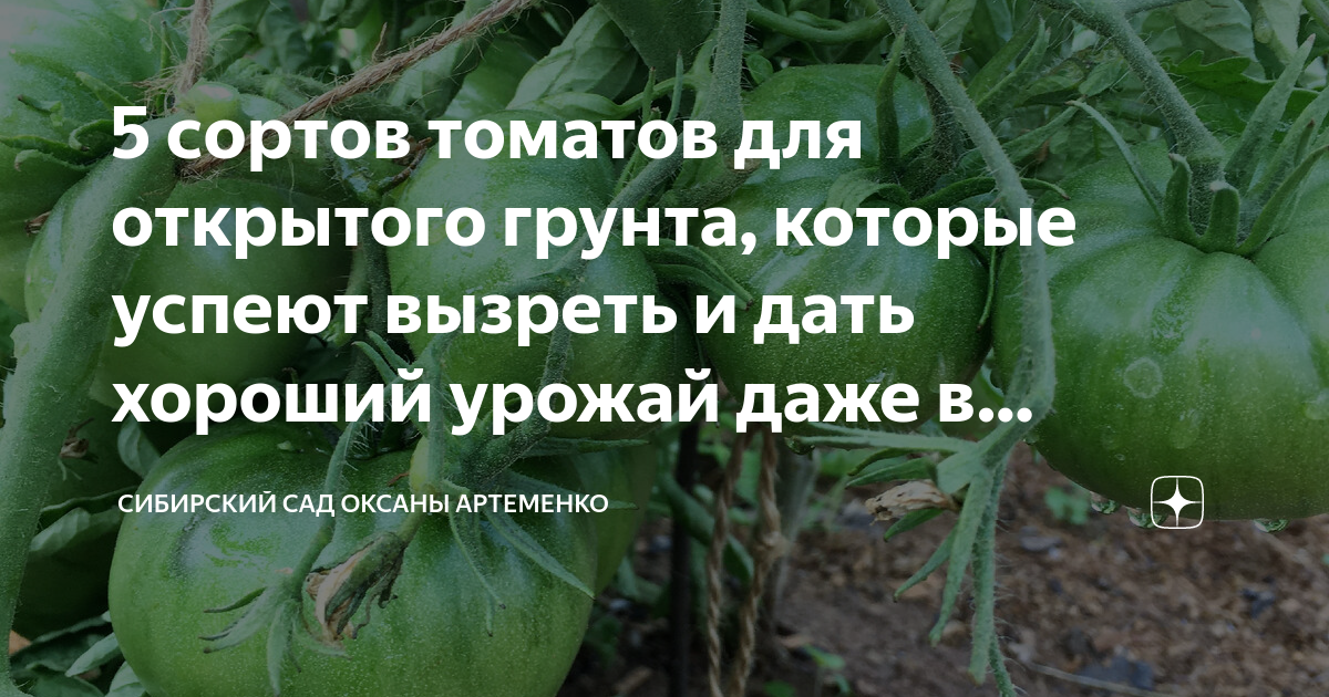 5 сортов томатов для открытого грунта, которые успеют вызреть и дать ...