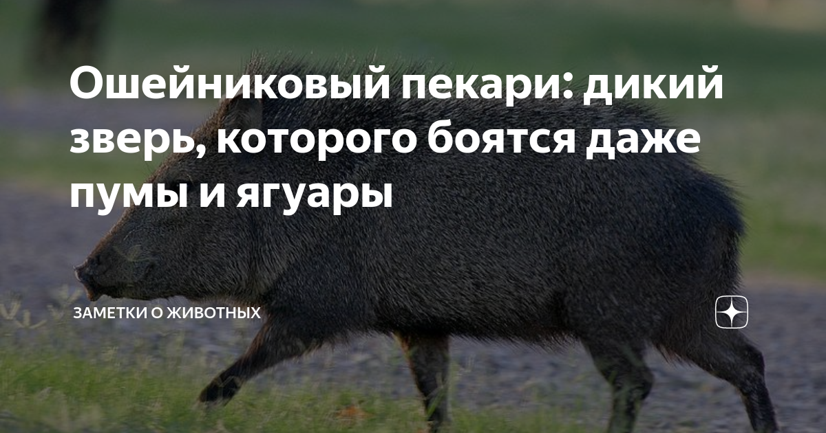 Ошейниковый пекари: дикий зверь, которого боятся даже пумы и ягуары ...