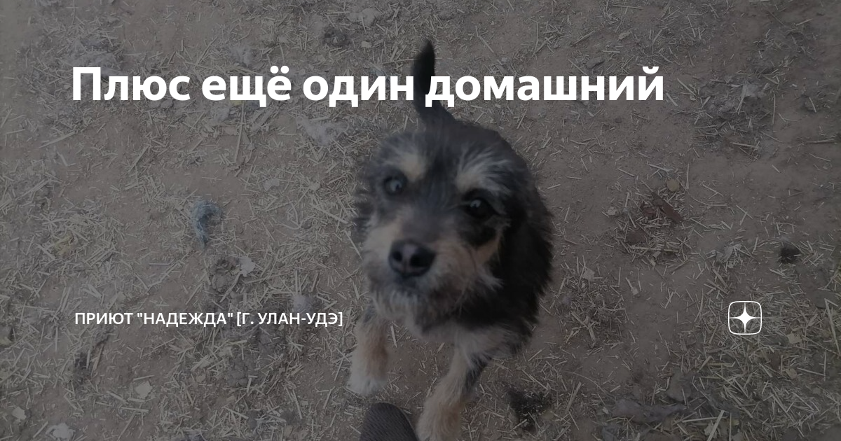 Плюс ещё один домашний Под крылом надежды [ГОО БОЗЖ] Дзен