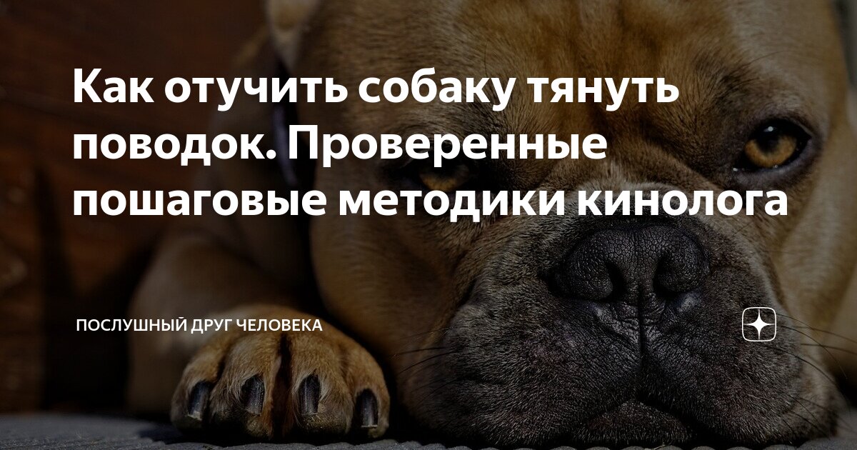 Как отучить собаку тянуть поводок. Проверенные пошаговые методики ...