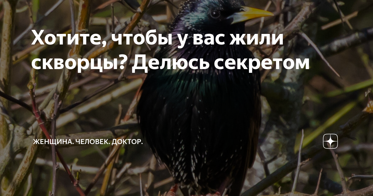 Хотите, чтобы у вас жили скворцы? Делюсь секретом | Женщина. Человек ...